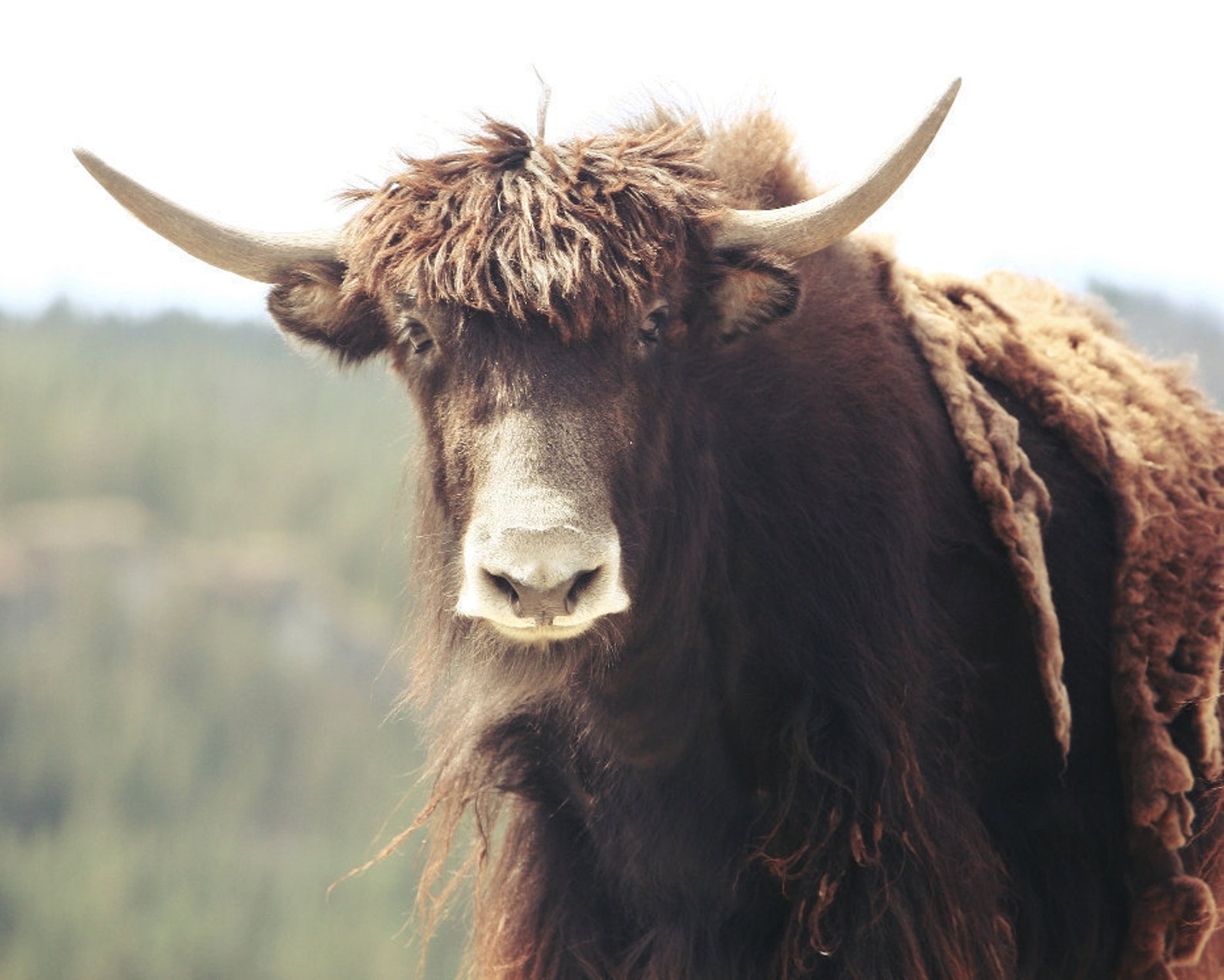 The Yak Headshot No 3 Fineart Photographic Art Print Wall Art - Etsy