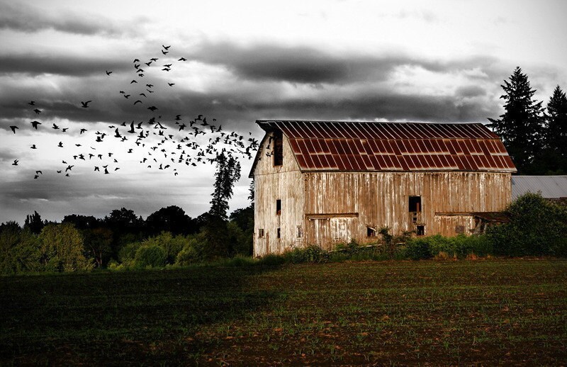 Birds in a Barn Photographic Art Print Wall Art for Home - Etsy