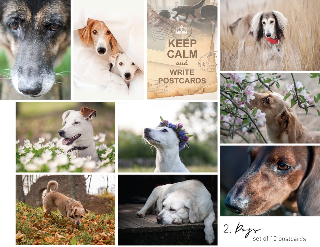 Dogs Postcards Collection. Choose Your Favorite Dog Fine Art Photograph ...