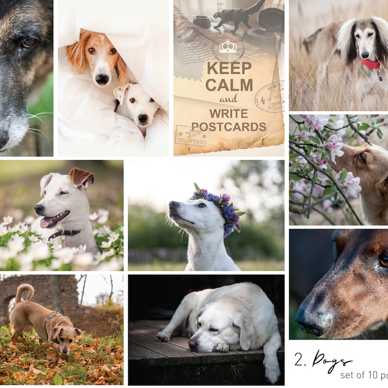 Dog Postcard - Etsy