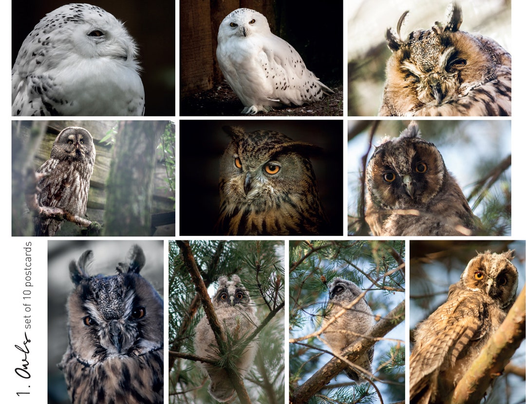 Owl Postcards for Postcrossing (A6) Photo Cards for Air Mail - Chose ...