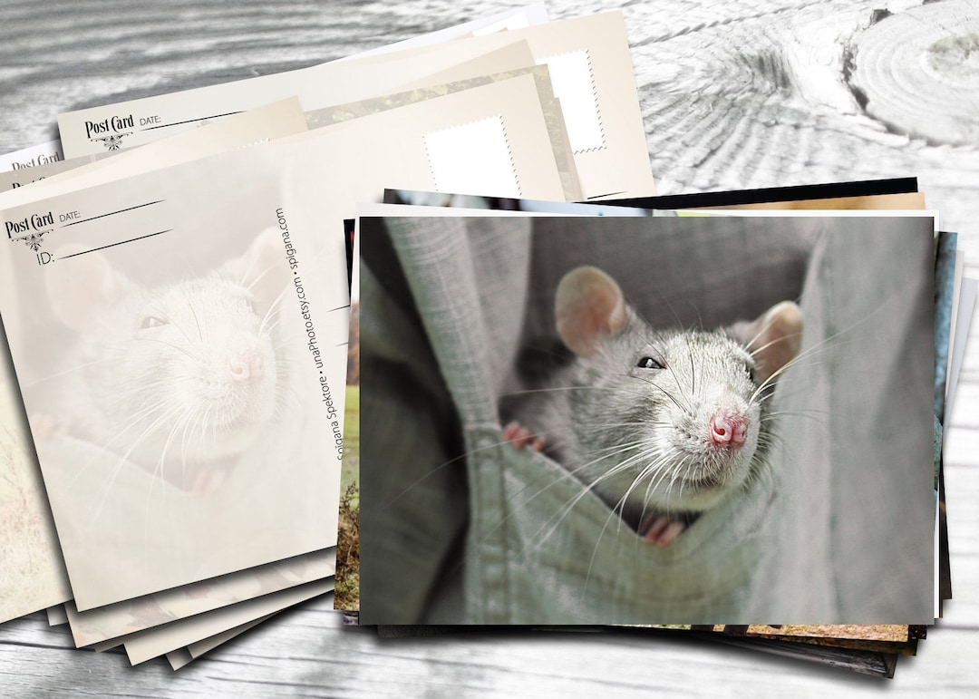 Rat Mouse Postcards for Postcrossing Fans. Fine Art Pet Photography or ...