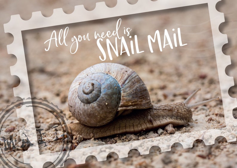 All You Need is Snail Mail Postcard for Postcrossing Fans | Etsy