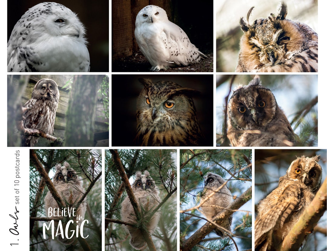 Owl Postcards for Postcrossing A6 Photo Cards for Air Mail - Etsy