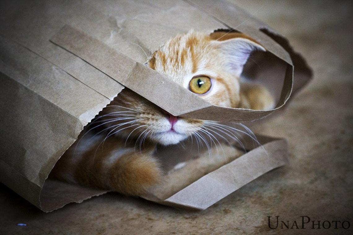 Hello There Kitty Postcards for Postcrossing Fans. Fine Art | Etsy