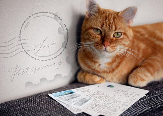I Love This Post Cat