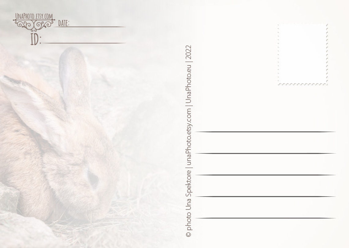 Rabbits Postcards for Postcrossing Fans. Fine Art Pet - Etsy