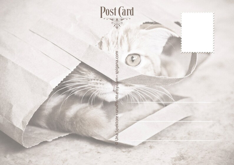 Hello There Kitty Postcards for Postcrossing Fans. Fine Art | Etsy