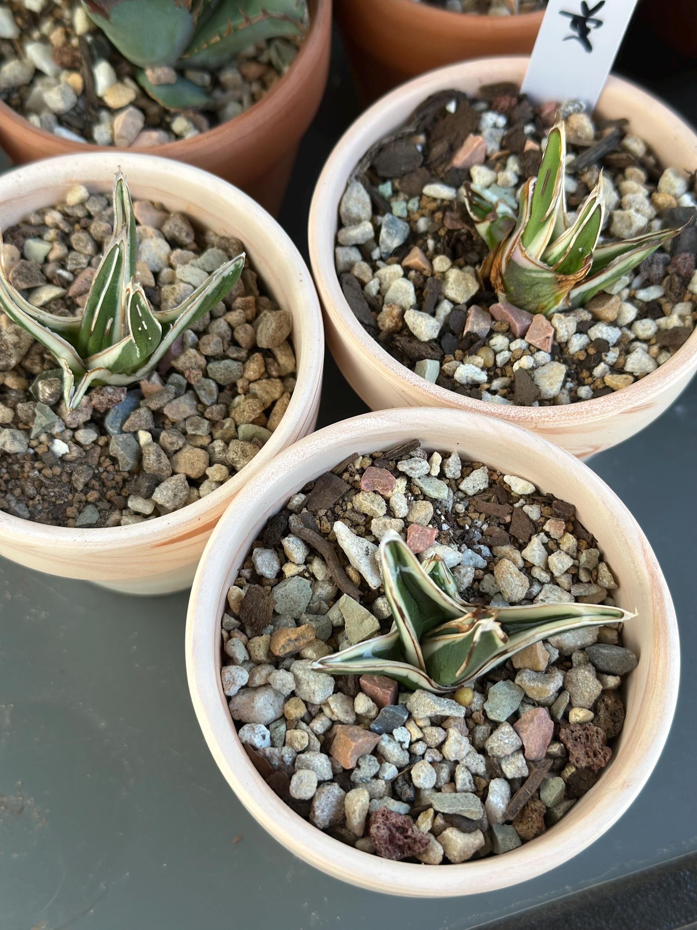 Agave Titanota 'snaggle Tooth' Seed Grown Live Plants Succulents Rare ...