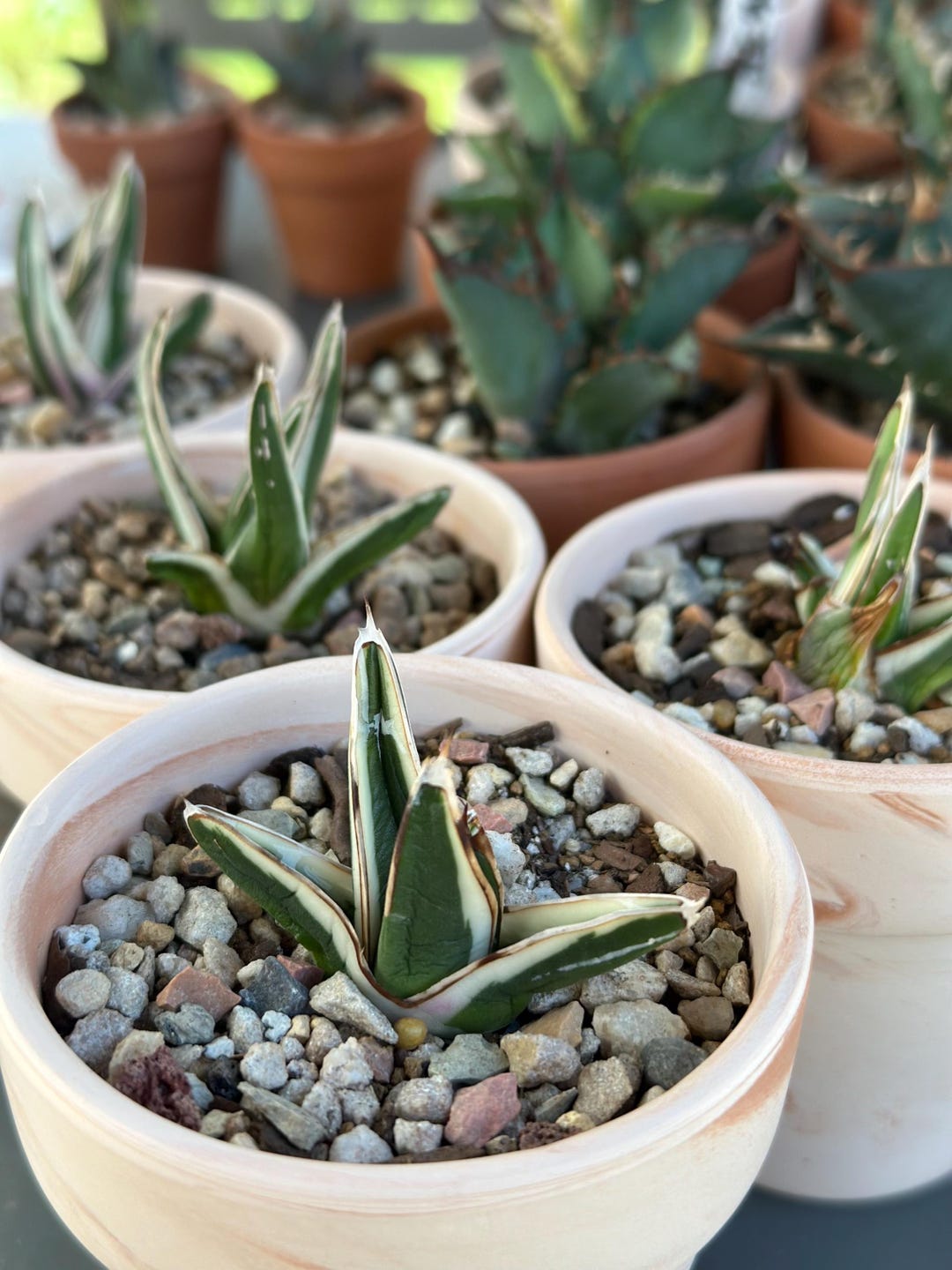 Agave Titanota 'snaggle Tooth' Seed Grown Live Plants Succulents Rare ...