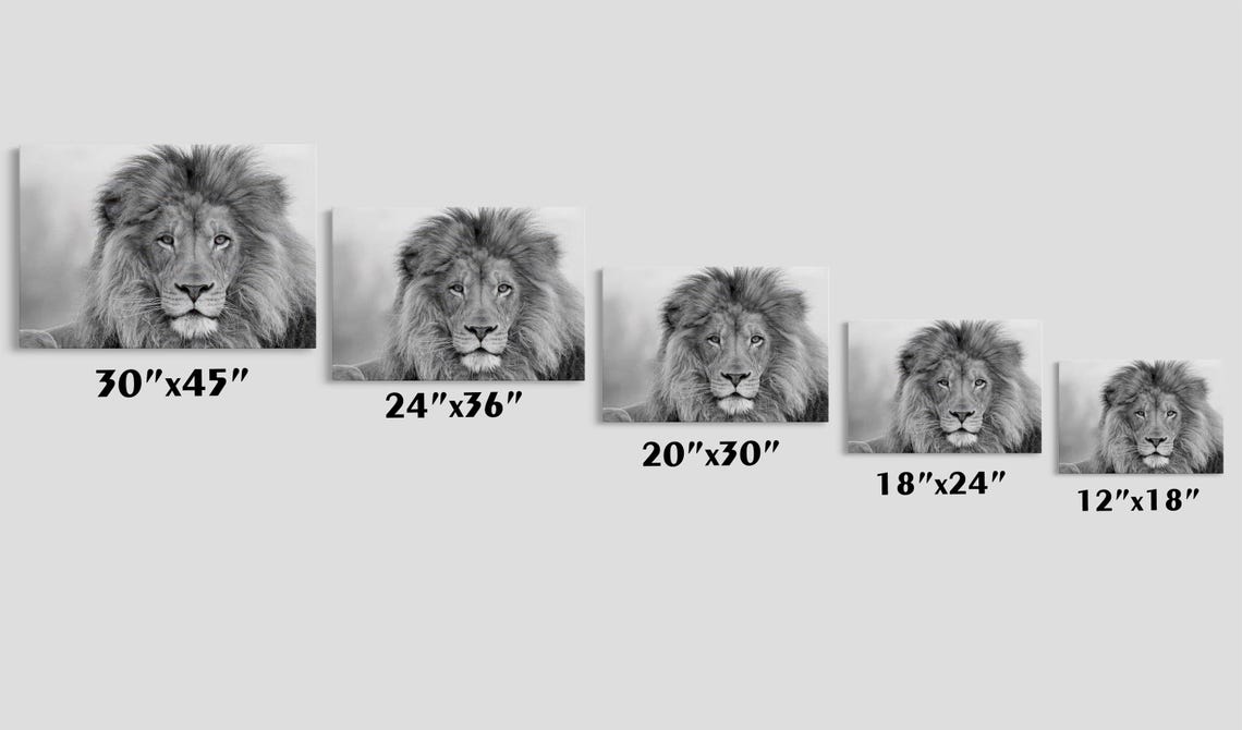 Blue Eyed Lion Poster King of Animals Canvas Lion Wall Art Outdoor ...