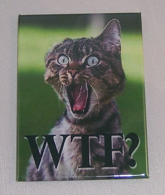 Wtf Funny Cat