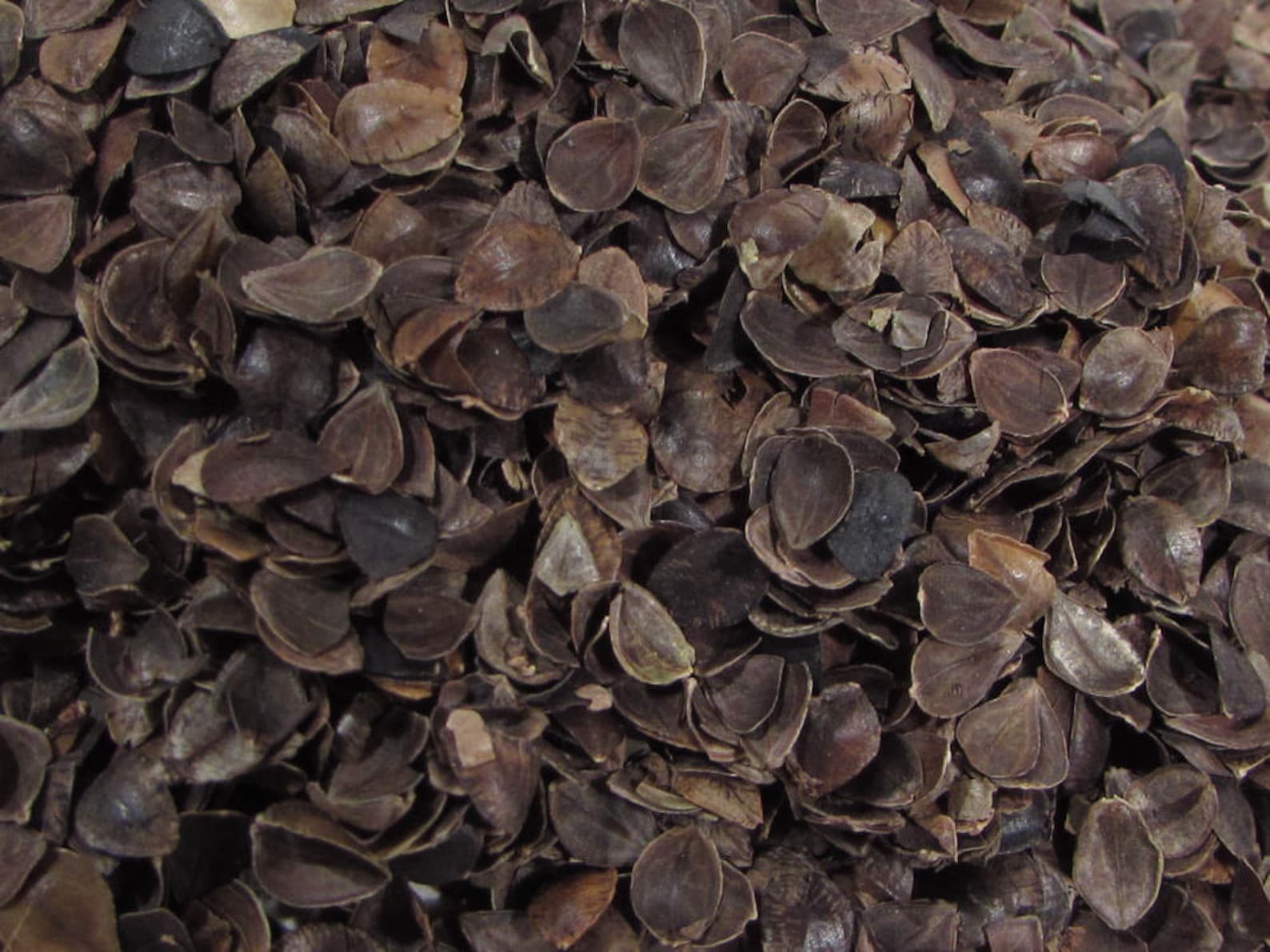 Medium Grade Buckwheat Hulls-1 Lb. Bag - Etsy