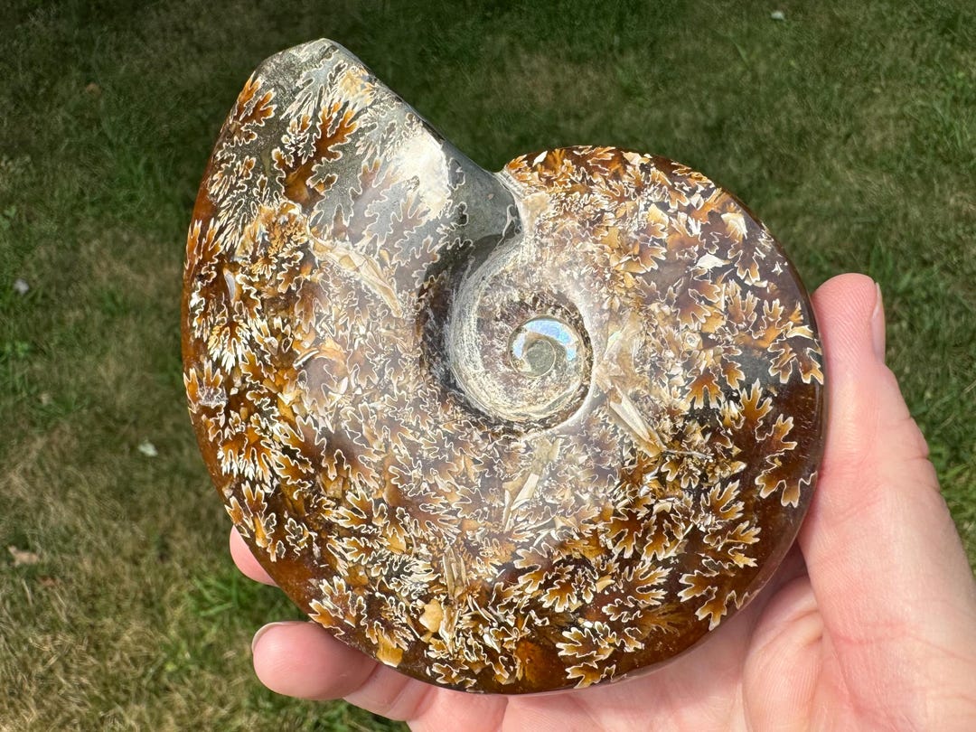 4.5" Ammonite Fossil, Large Whole Polished Shell, Suture Patterns ...