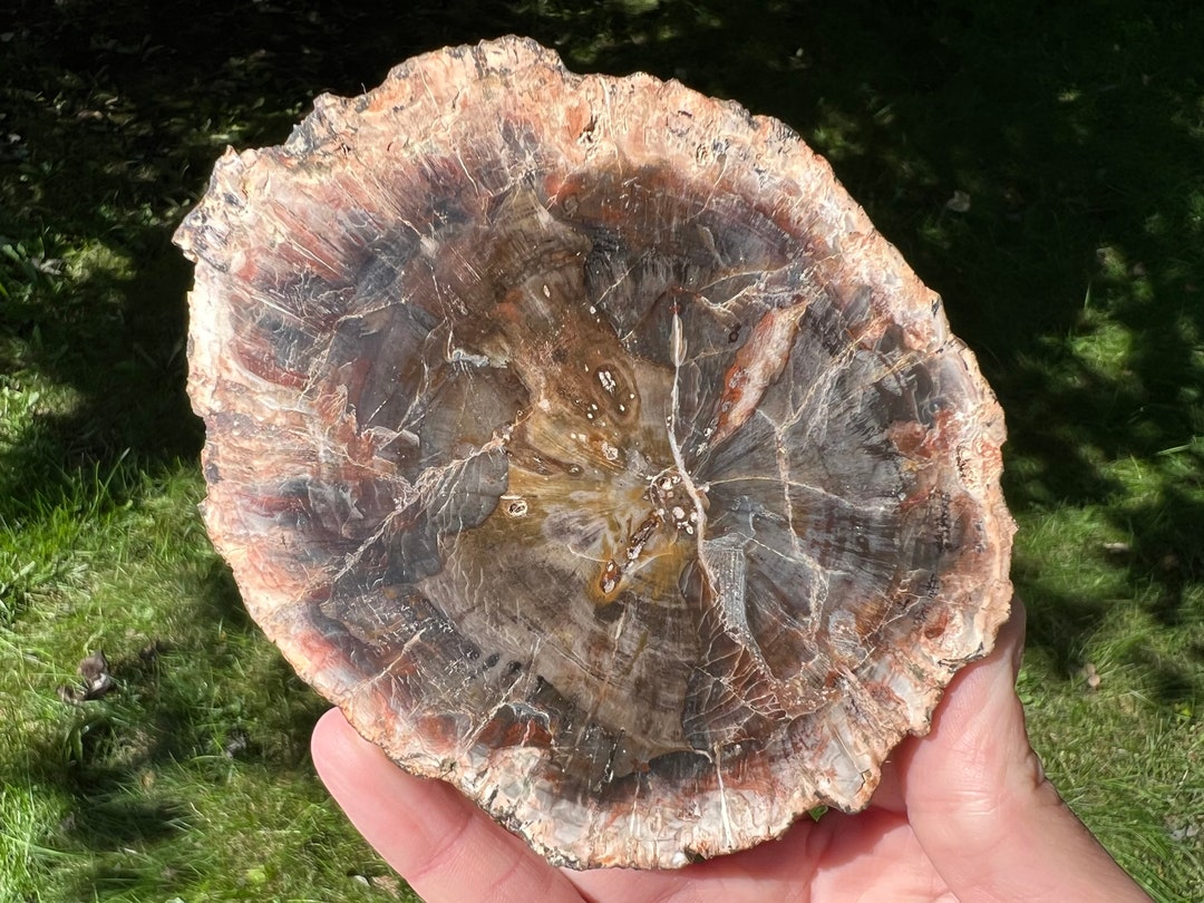 4.6" Petrified Wood Slice, Full Polished Petrified Wood Slab With Bark ...