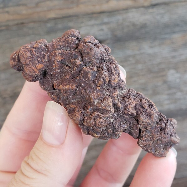 Fossilized Turtle Poop - Etsy