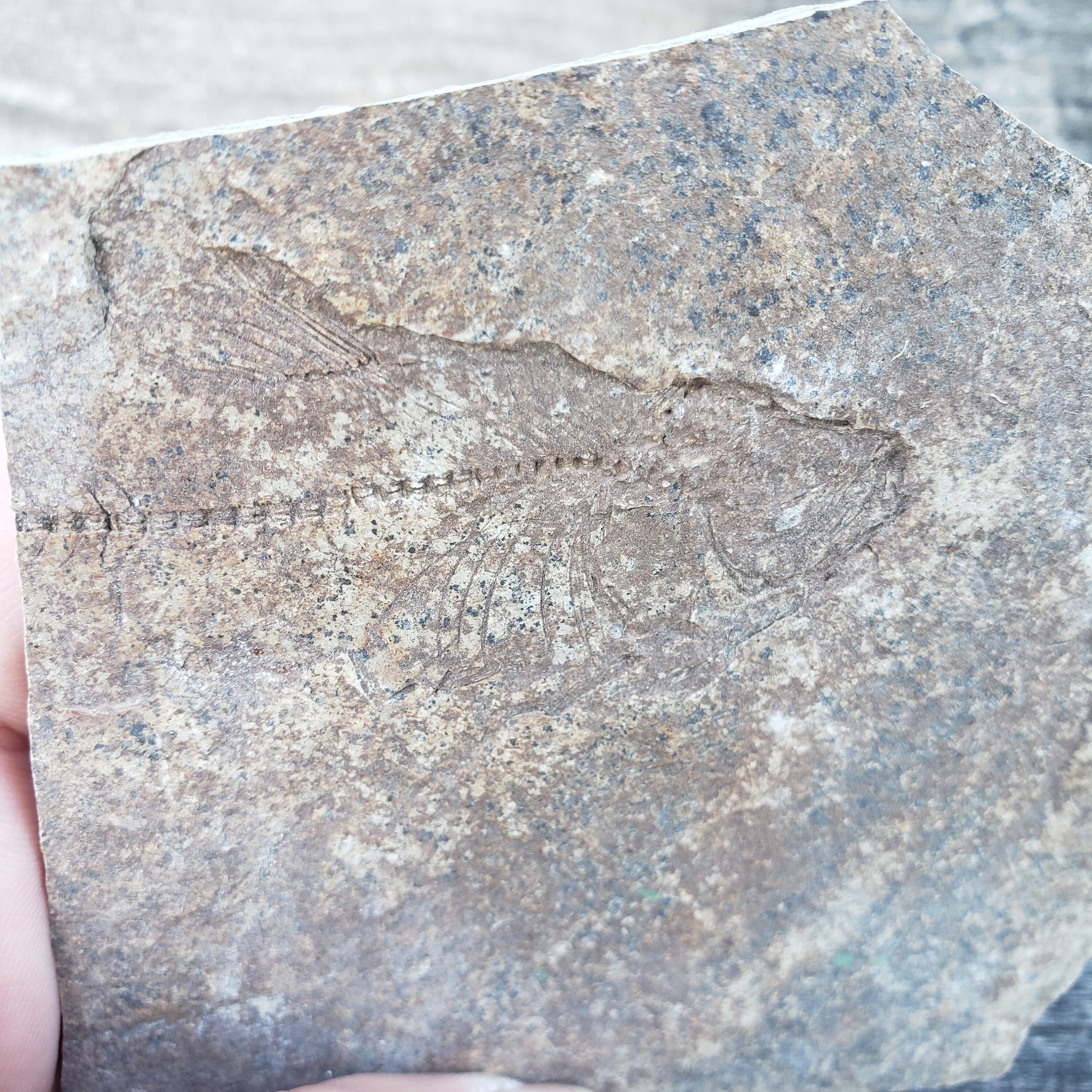 Fish Fossil Plate: 71 Gram Flat Slab Limestone Fossilized Imprint Fish ...