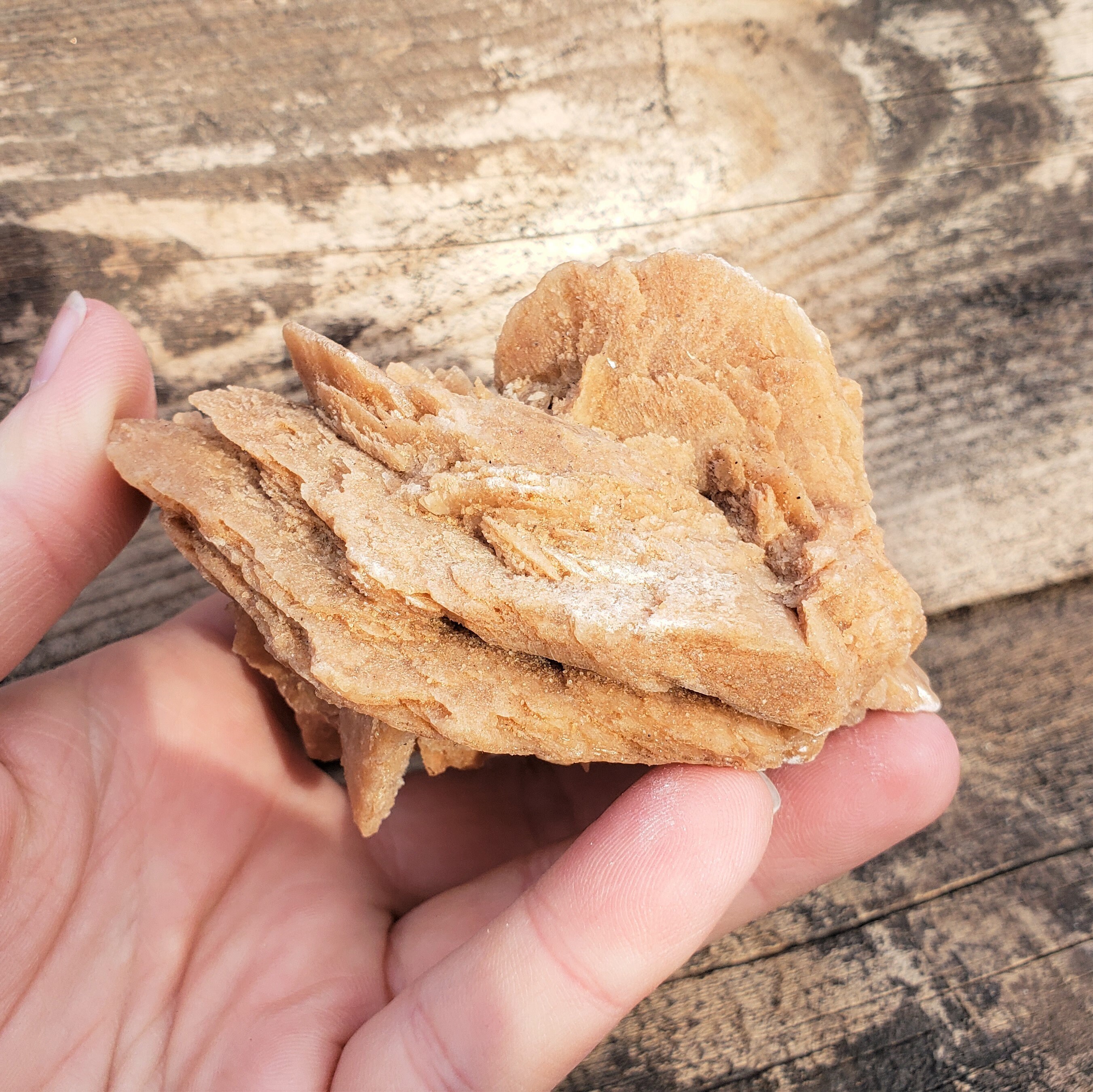 Bladed Barite Rose: Medium Sandy Beige Barite Rose Cluster 301 | Etsy