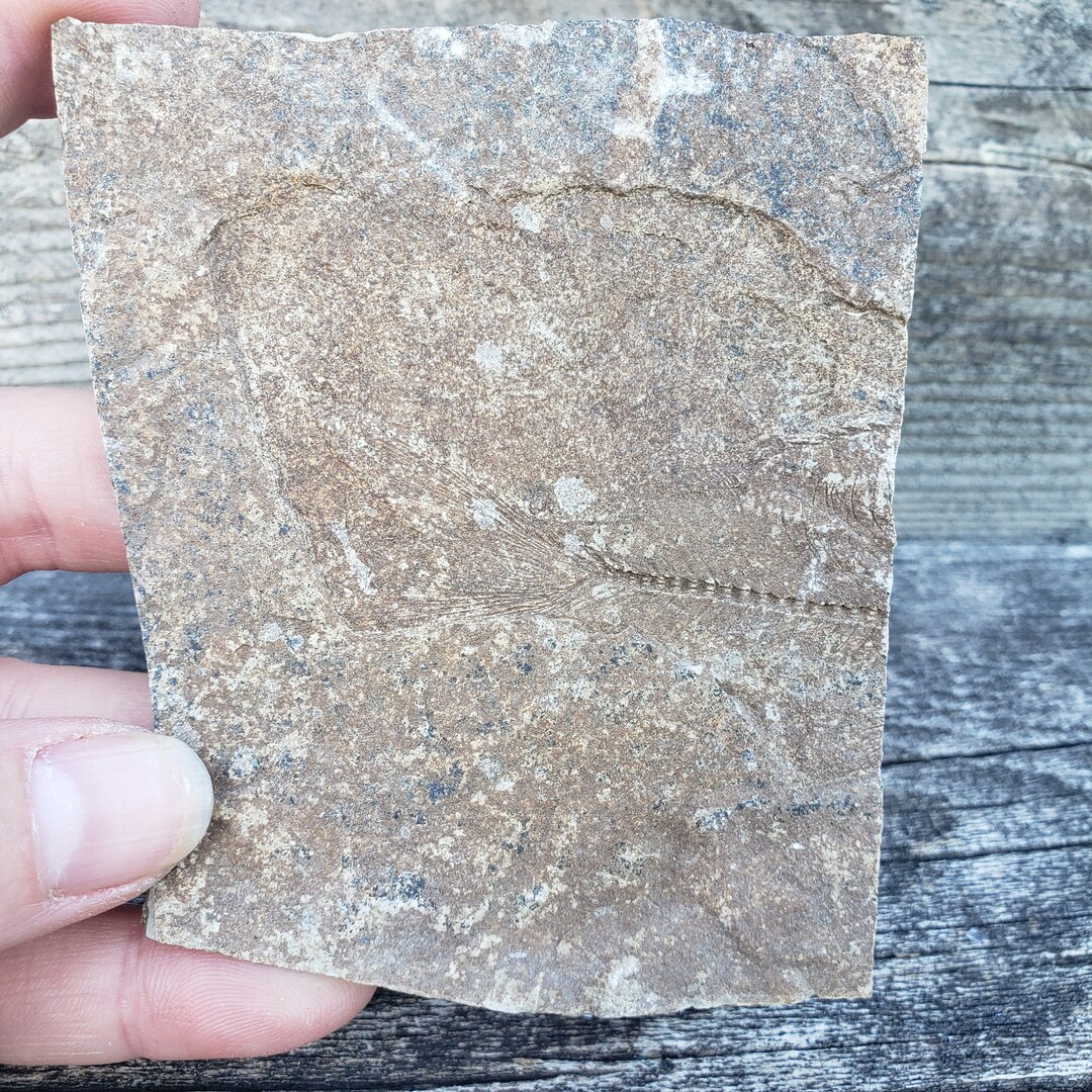 Fish Fossil Plate: 66 Gram Flat Slab Limestone Fossilized Imprint Fish ...