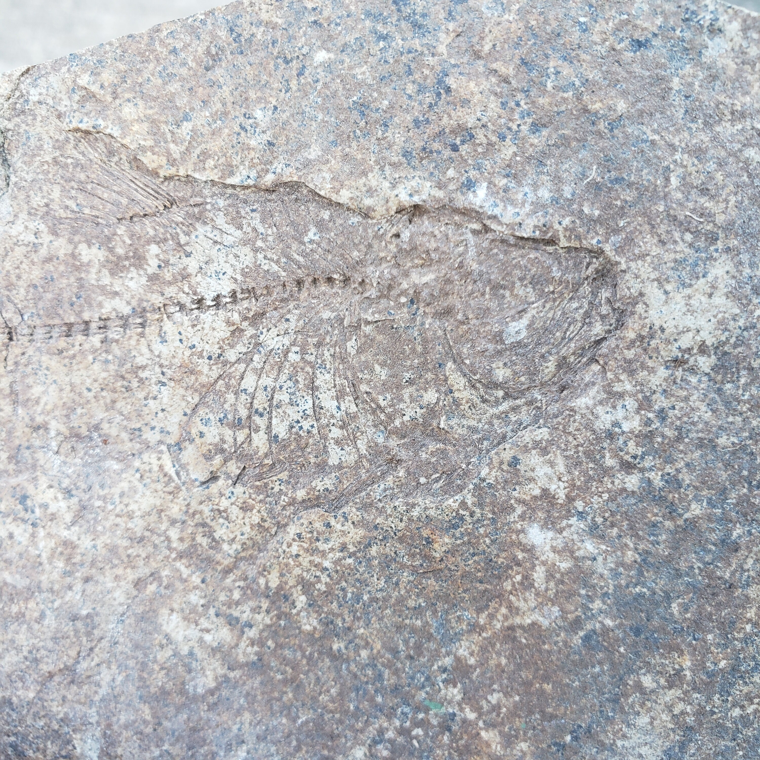 Fish Fossil Plate: 71 Gram Flat Slab Limestone Fossilized Imprint Fish ...