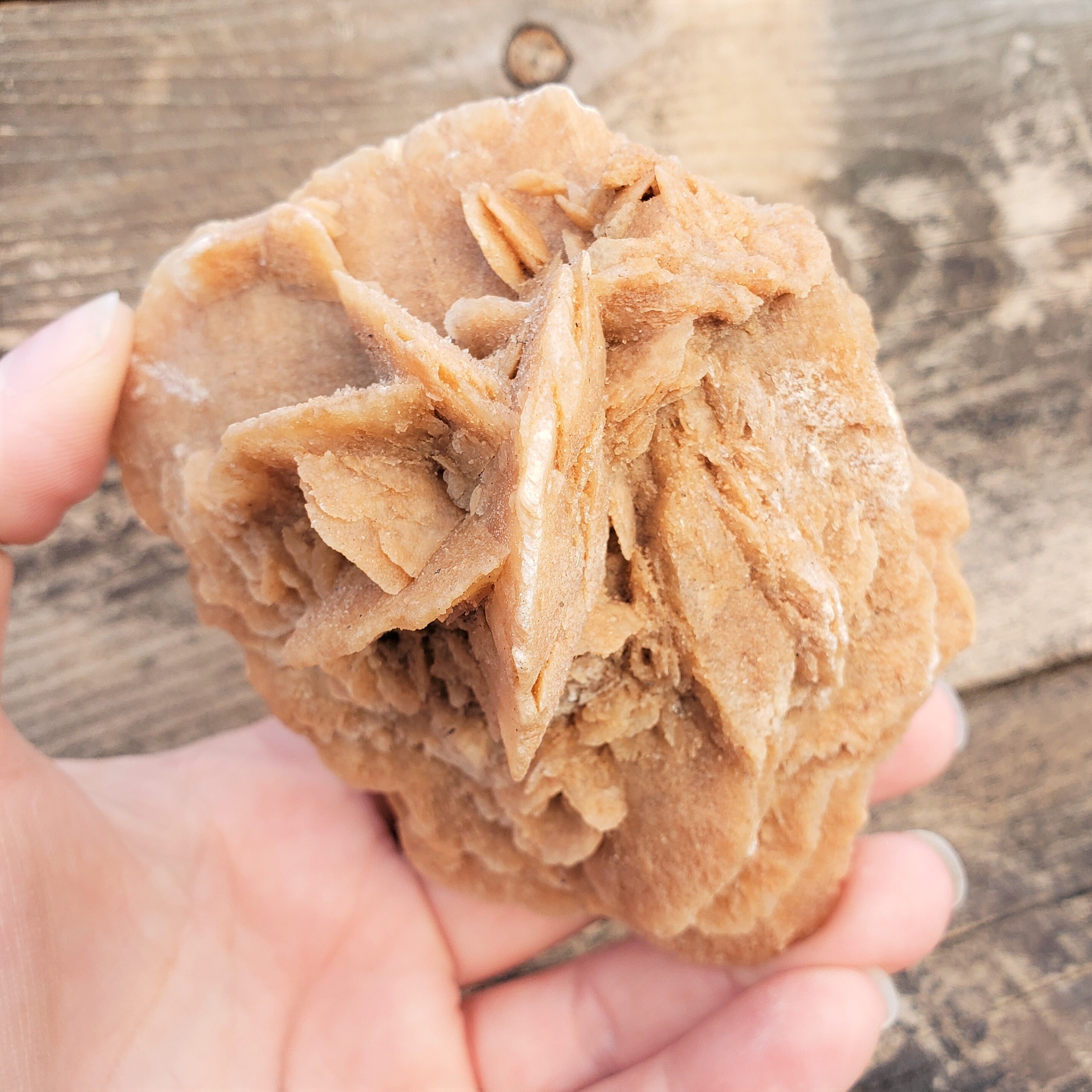 Bladed Barite Rose: Medium Sandy Beige Barite Rose Cluster 301 Grams ...