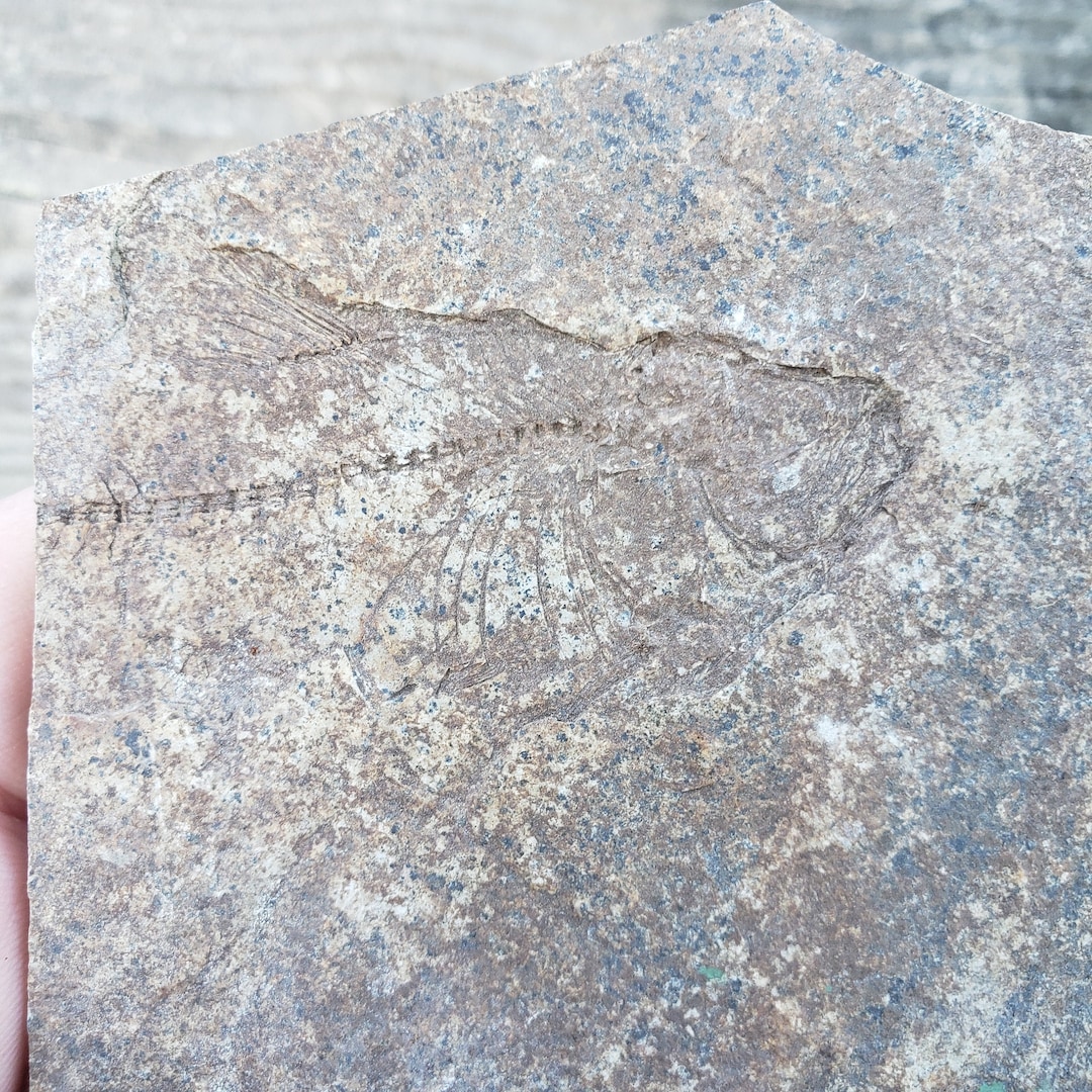 Fish Fossil Plate: 71 Gram Flat Slab Limestone Fossilized Imprint Fish ...