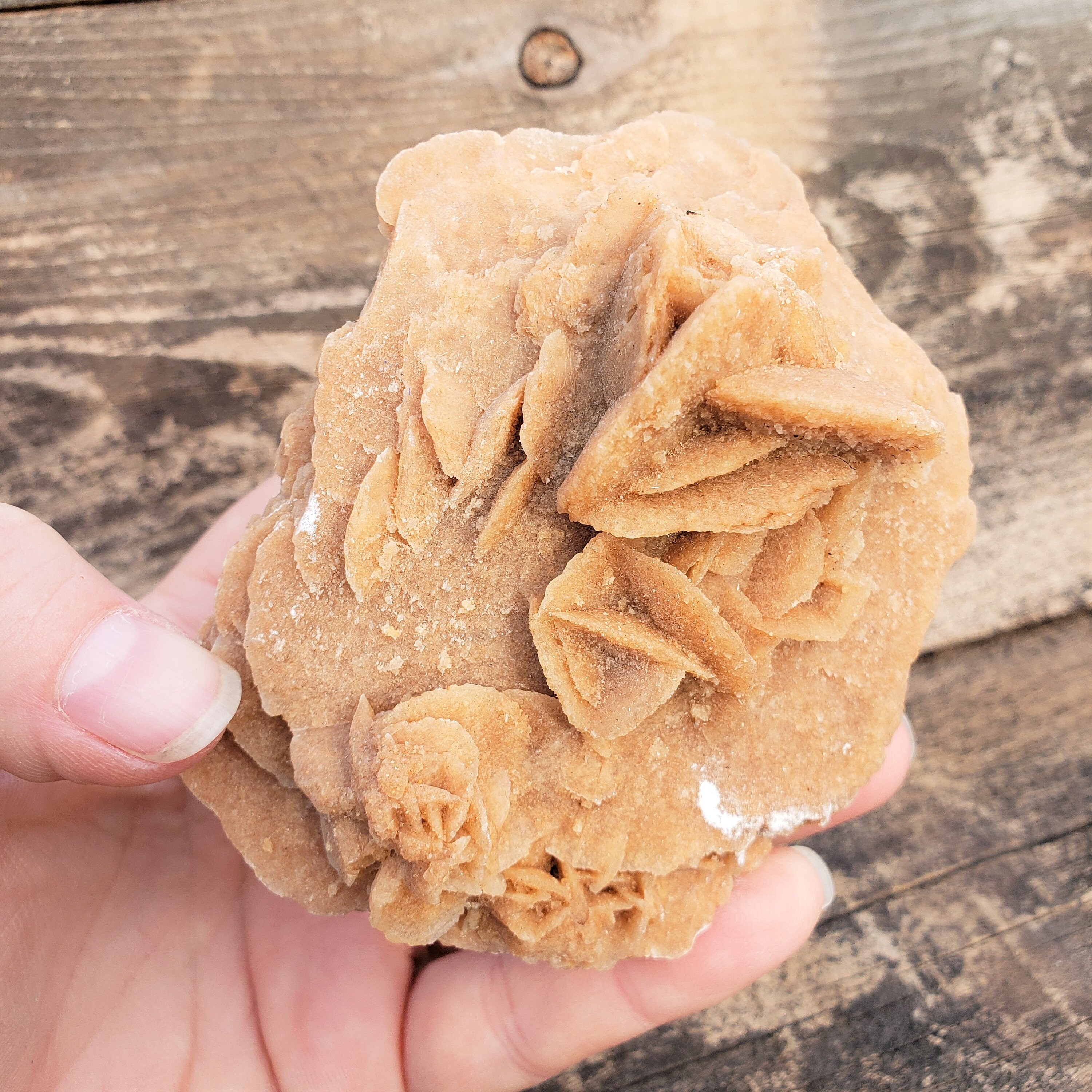 Bladed Barite Rose: Medium Sandy Beige Barite Rose Cluster 301 Grams ...