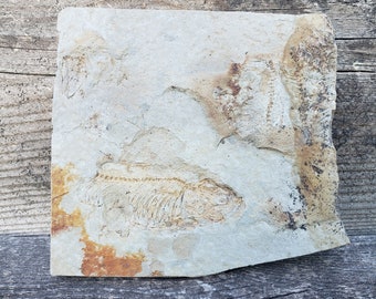 Fish Fossil Slab - Etsy