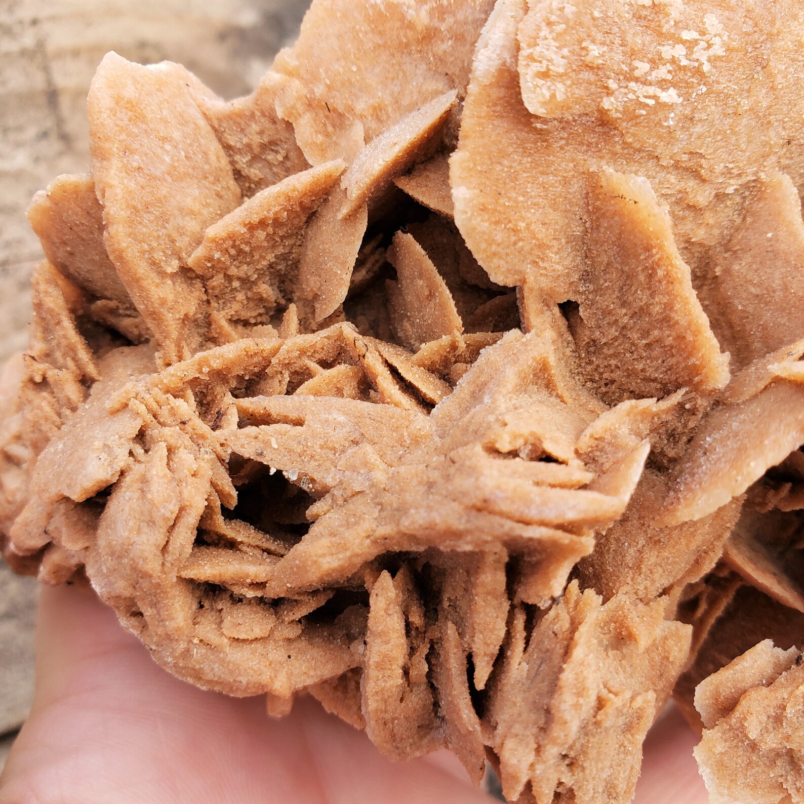 Bladed Barite Rose: Large Sandy Beige Barite Rose Cluster 439 Grams ...