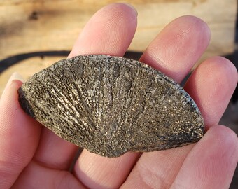 Pyrite Sun: RARE Limited Stock 189 Gram Round Flat Sparkling Pyrite ...