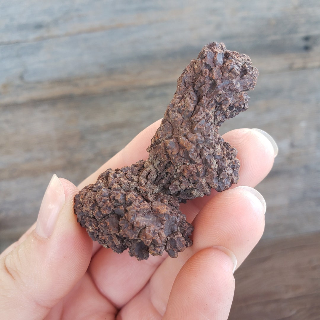 Fossilized Dino Poop: 45 Gram Coprolites Fossil Ancient Dinosaur ...