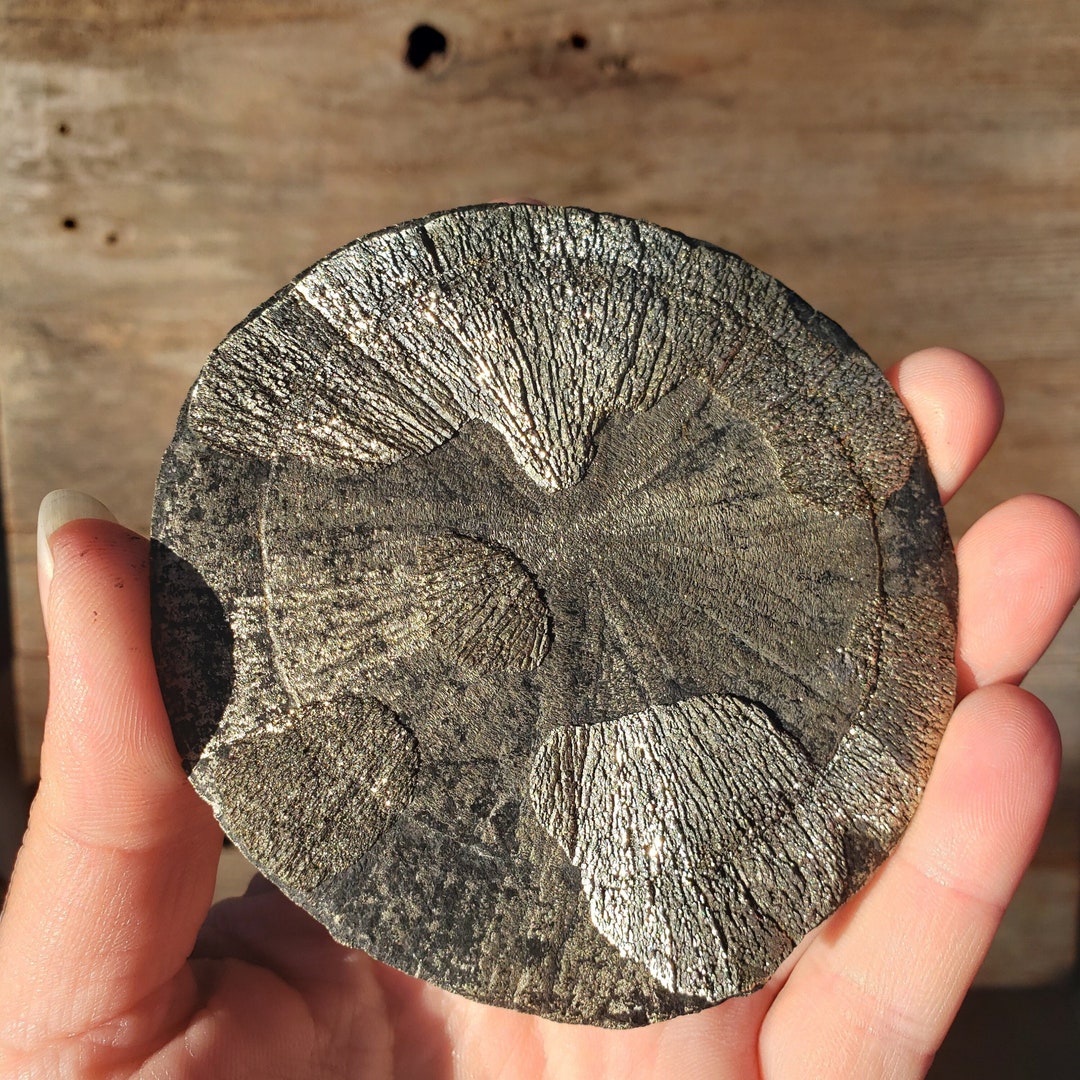 Pyrite Sun: RARE Limited Stock 140 Gram Round Flat Sparkling Pyrite ...