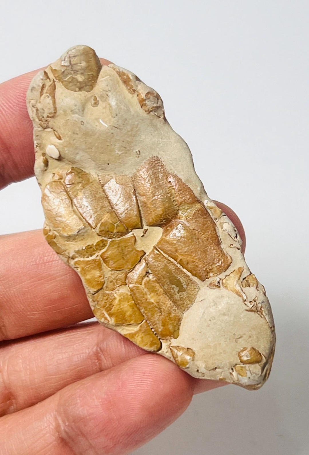 Fossil Crab Talisman: Stone of the Abyss - Protection & Wealth - Etsy