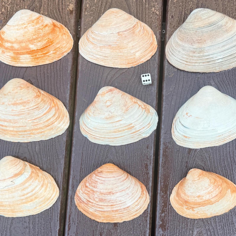 Large Clam Shells - Etsy