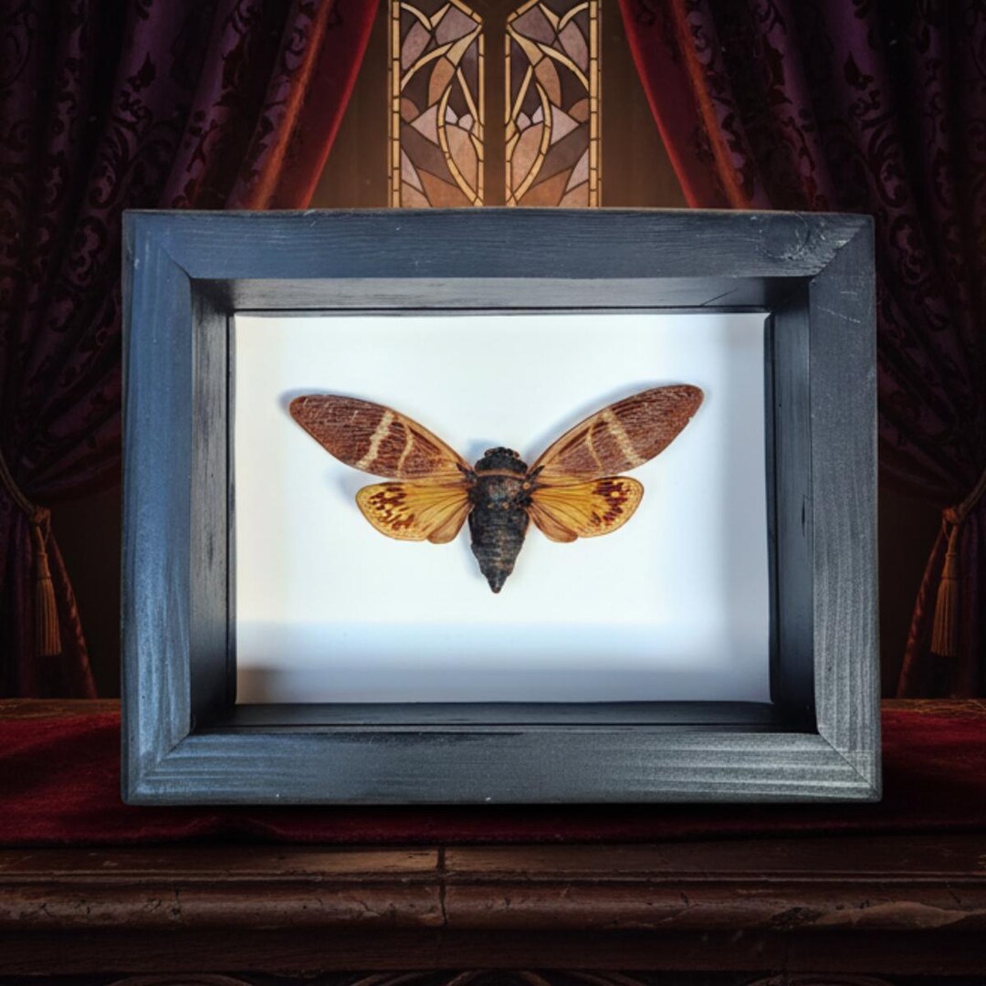 Giant Cicada Insect Wall Decor Whimsigoth Occult Natural Oddity ...