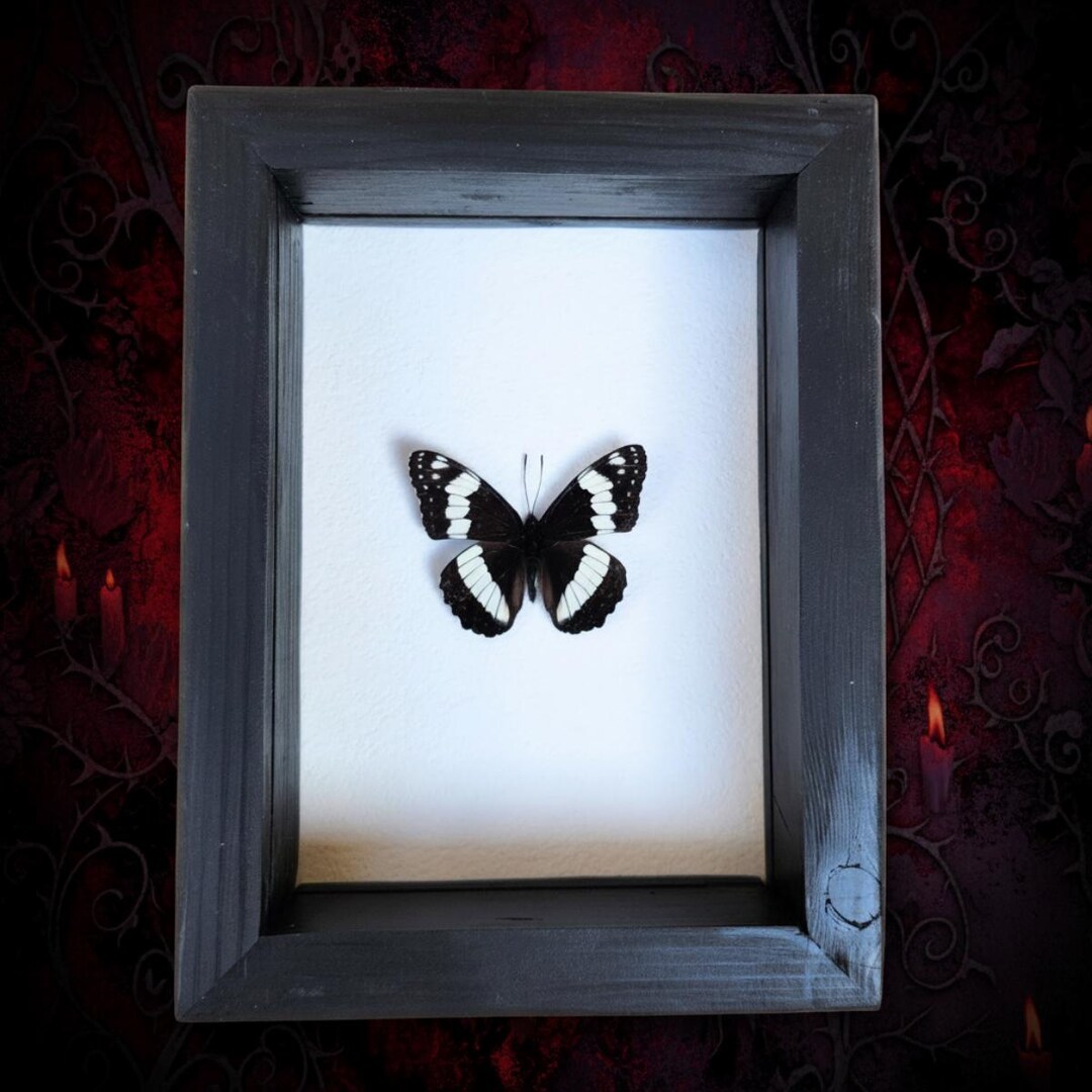 Real Weidemeyer's Admiral Butterfly Insect Wall Art Gothic Oddity ...