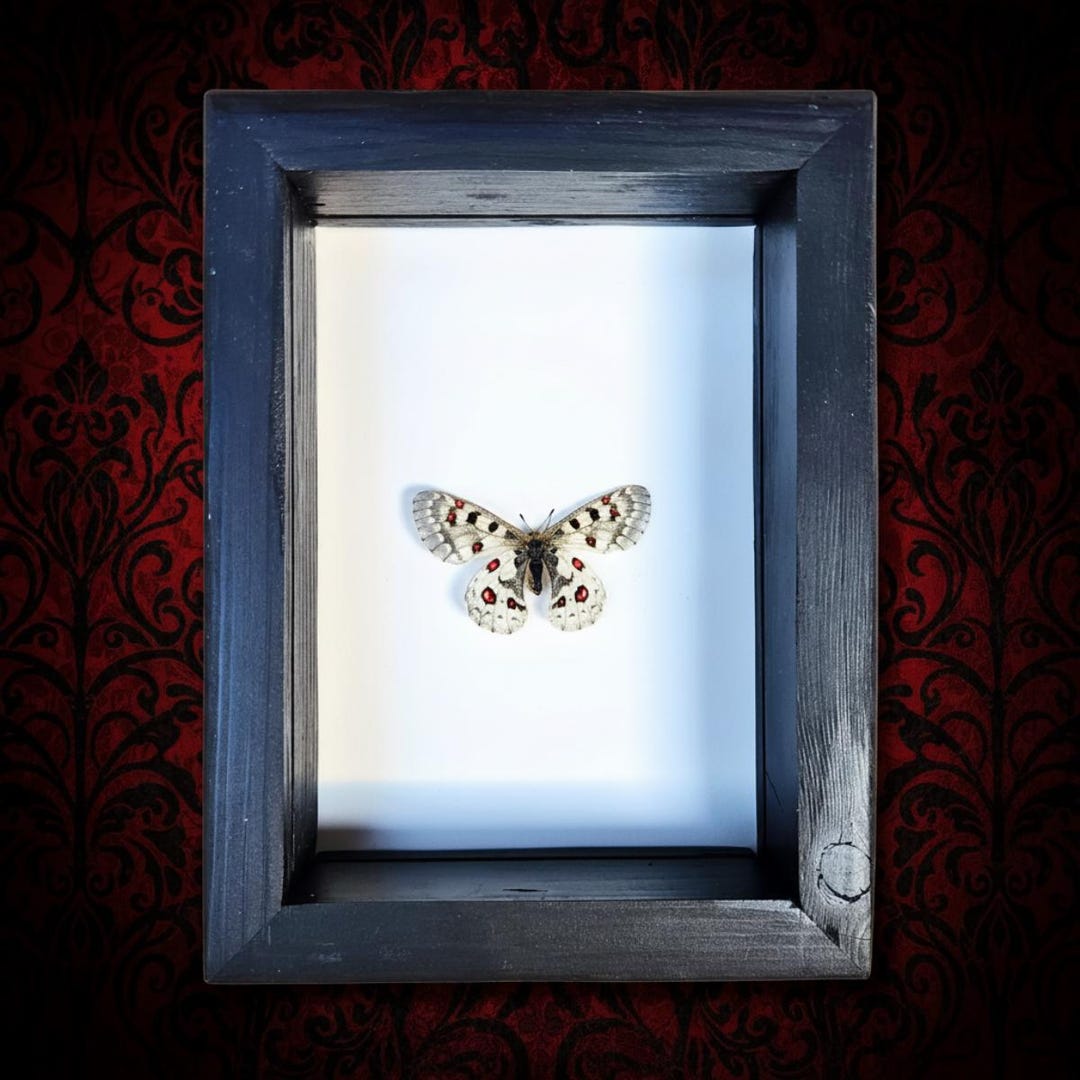 Real Rocky Mountain Parnassian Butterfly Bathroom Accent Decor Gothic ...