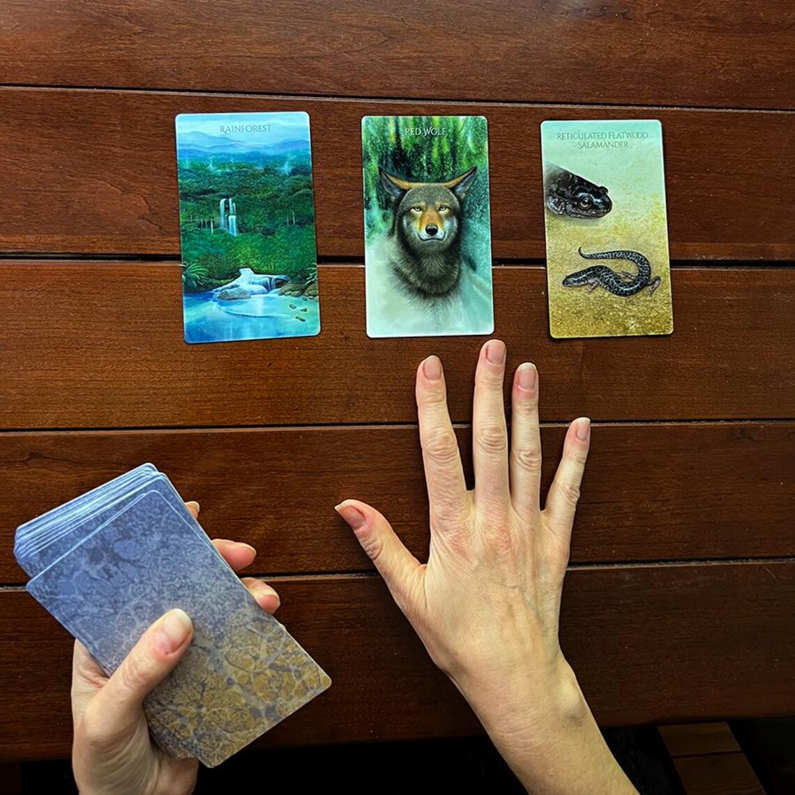 Animal Oracle Cards • Threatened Species of North America - Etsy