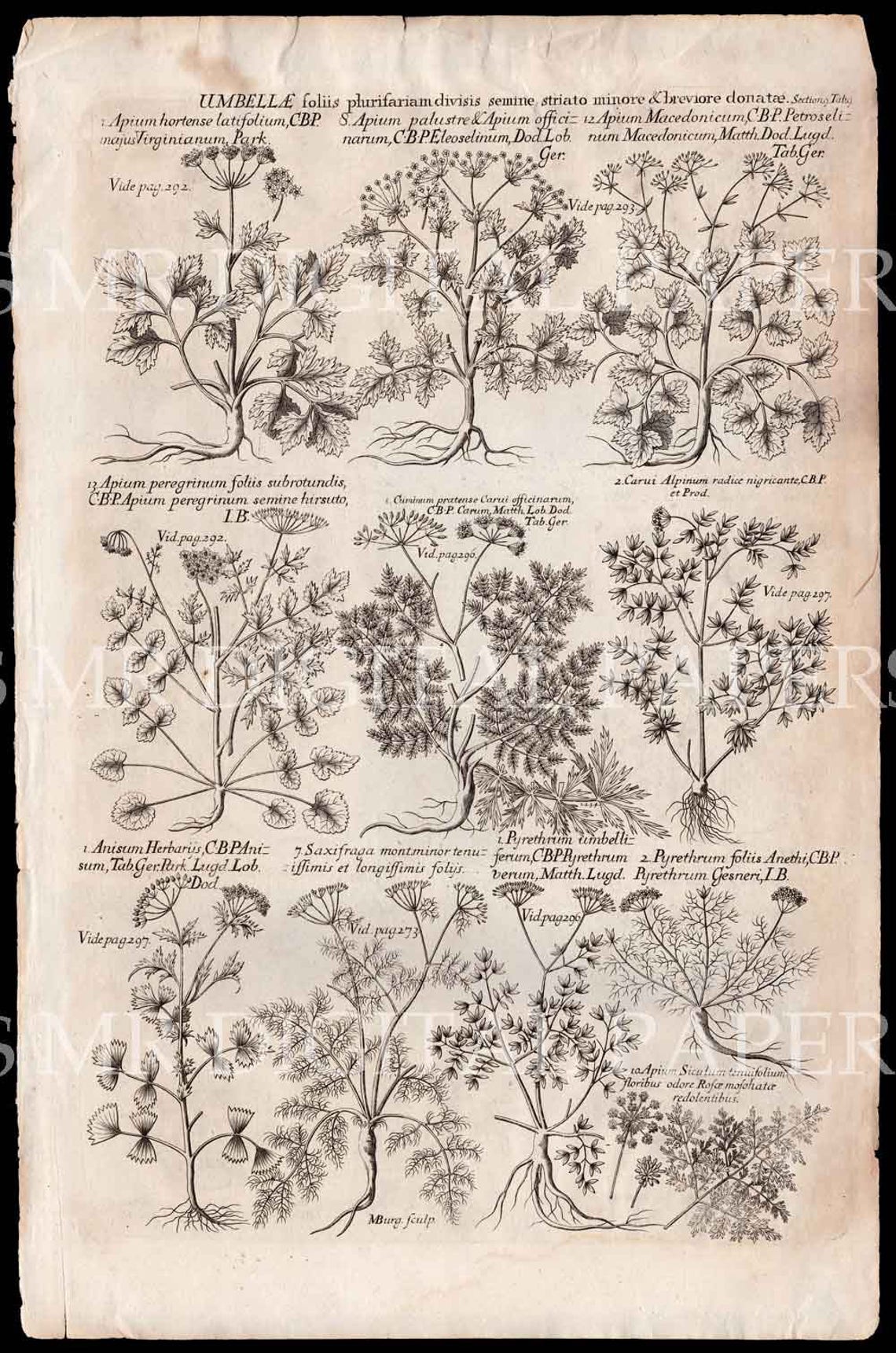 Antique Book Page / Plant Book / Antique Plants / Plant Book Page Sheet ...