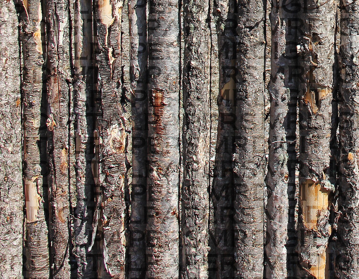 Tree. Log. Fence. Bark. Natural Texture. 14 X 18. Digital Paper ...