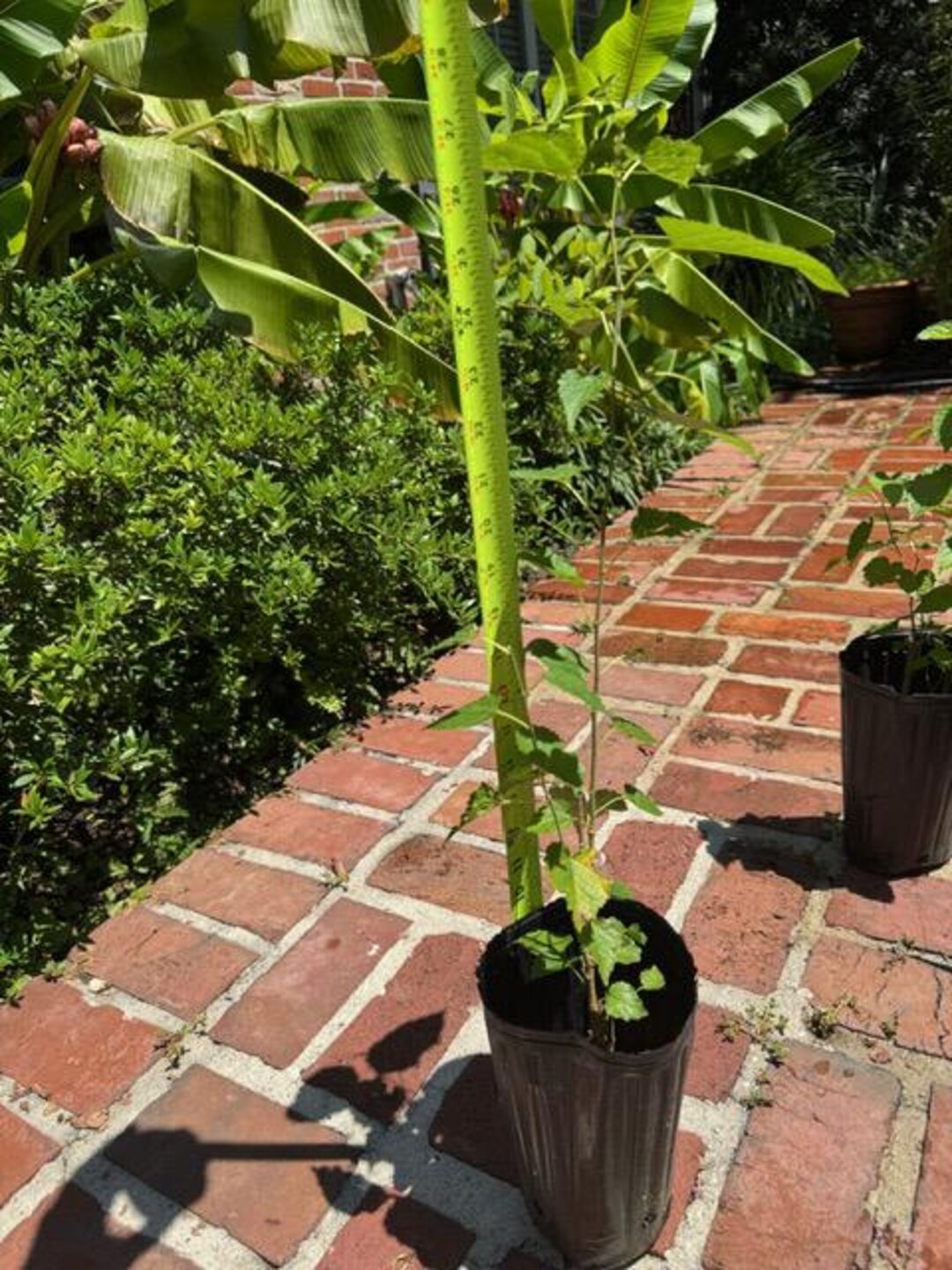 Live Mulberry Tree: Fast Growing, Sweet Berries, Edible Landscaping - Etsy
