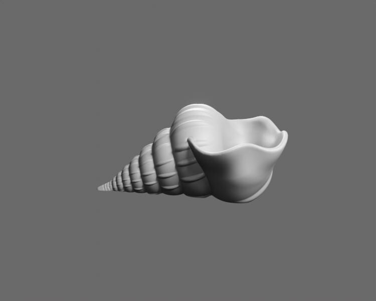 Shell STL File – Realistic Sea Shell 3D Printable Model - Etsy