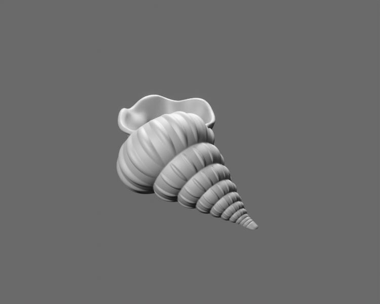 Shell STL File – Realistic Sea Shell 3D Printable Model - Etsy