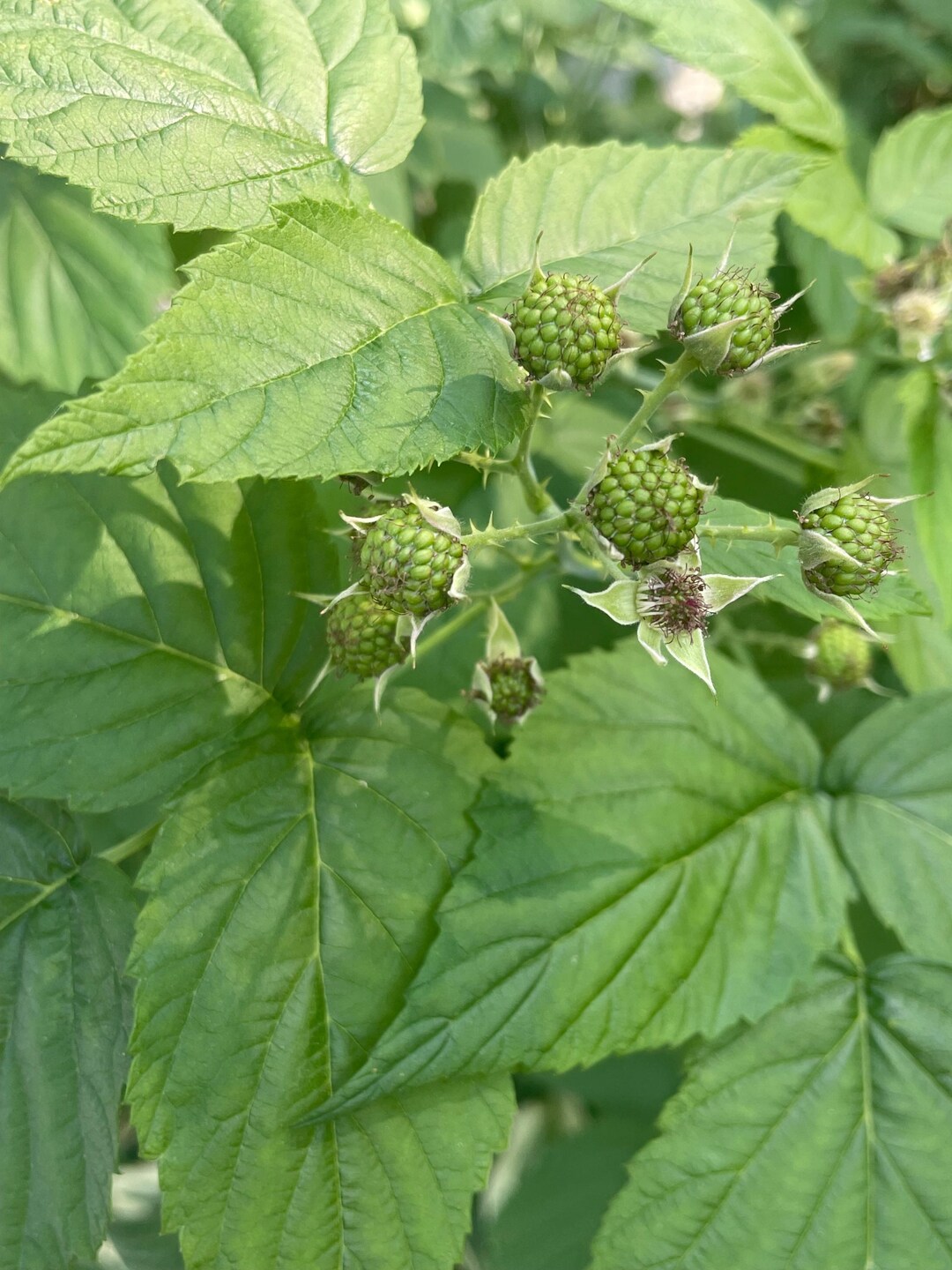 Black Raspberry Plant - Etsy