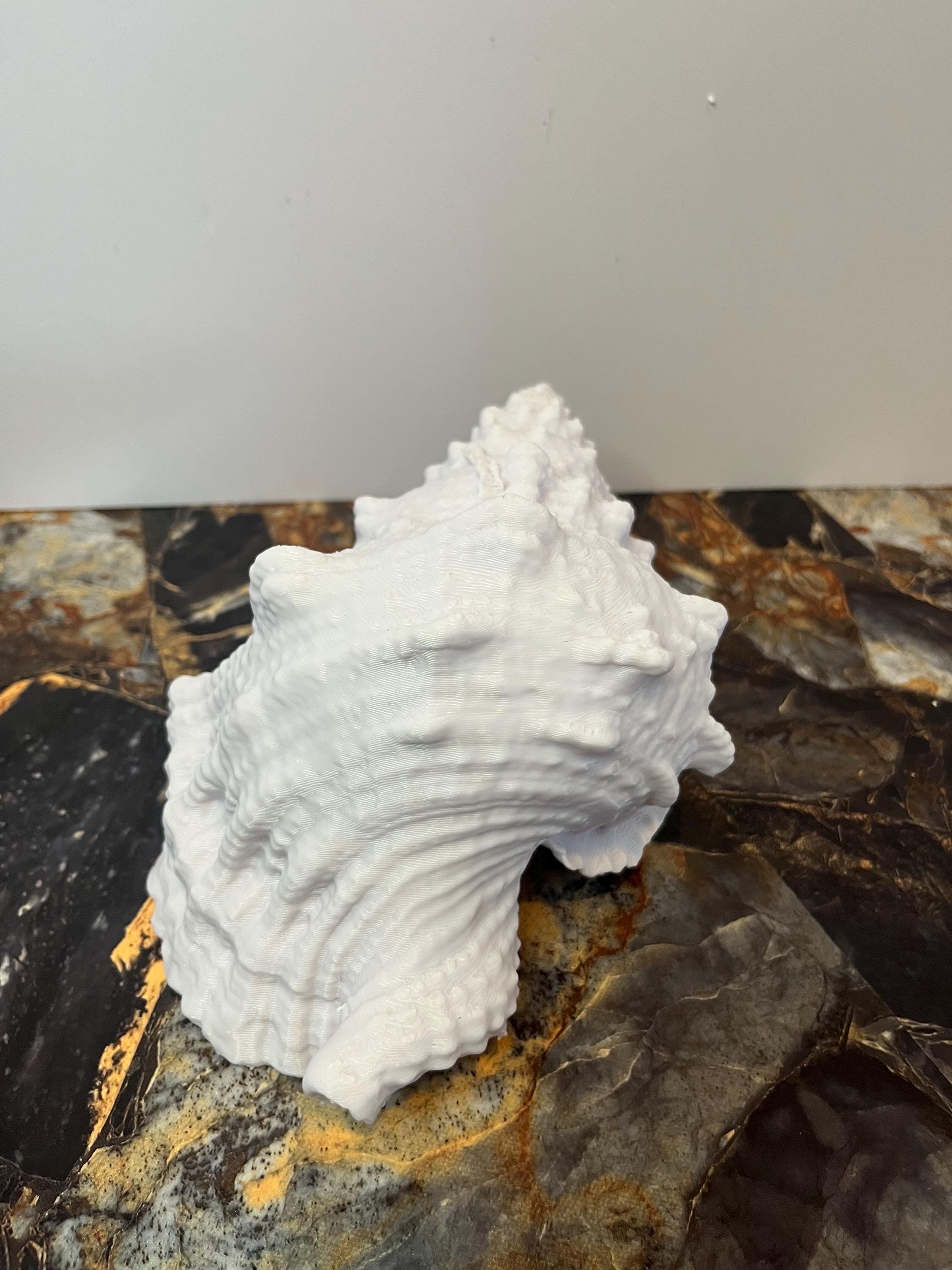 Large White Conch Shell | Coastal Nautical Home Decor | Beach House ...