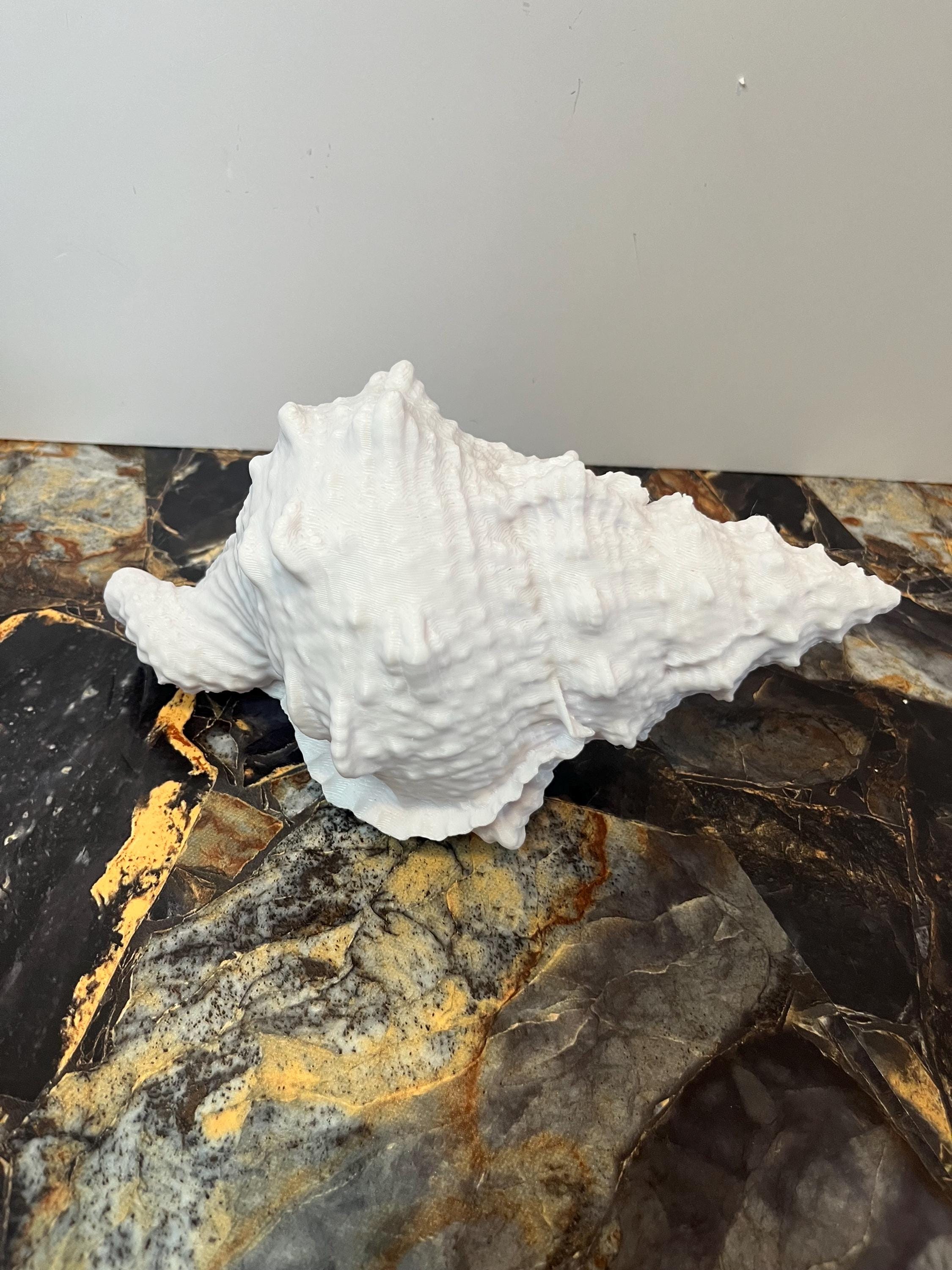 Large White Conch Shell | Coastal Nautical Home Decor | Beach House ...