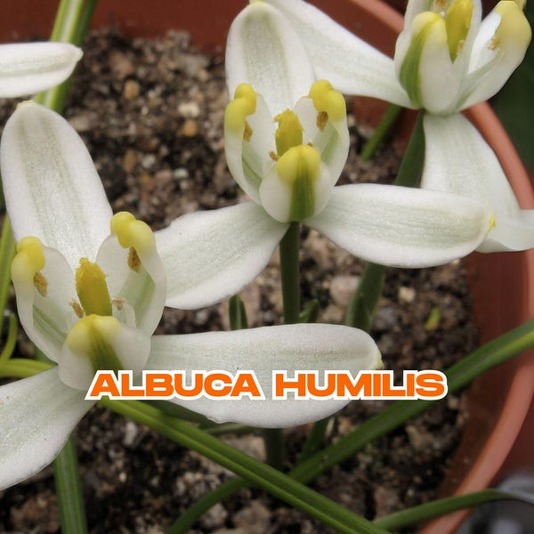 Albuca - Etsy