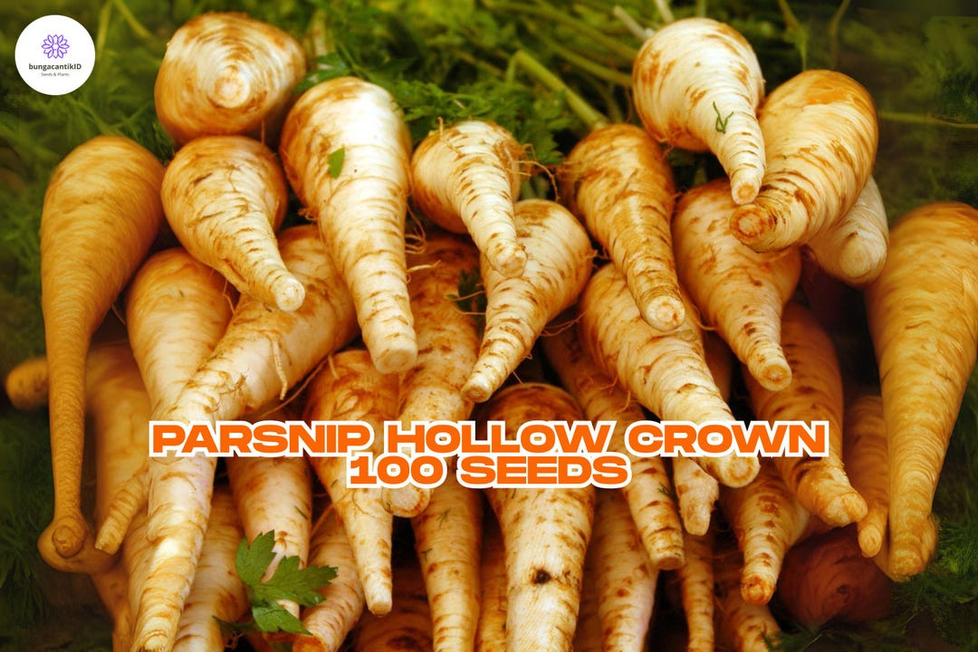 Heirloom Parsnip Seeds: Hollow Crown Root Crop - 100+ Seeds - Etsy