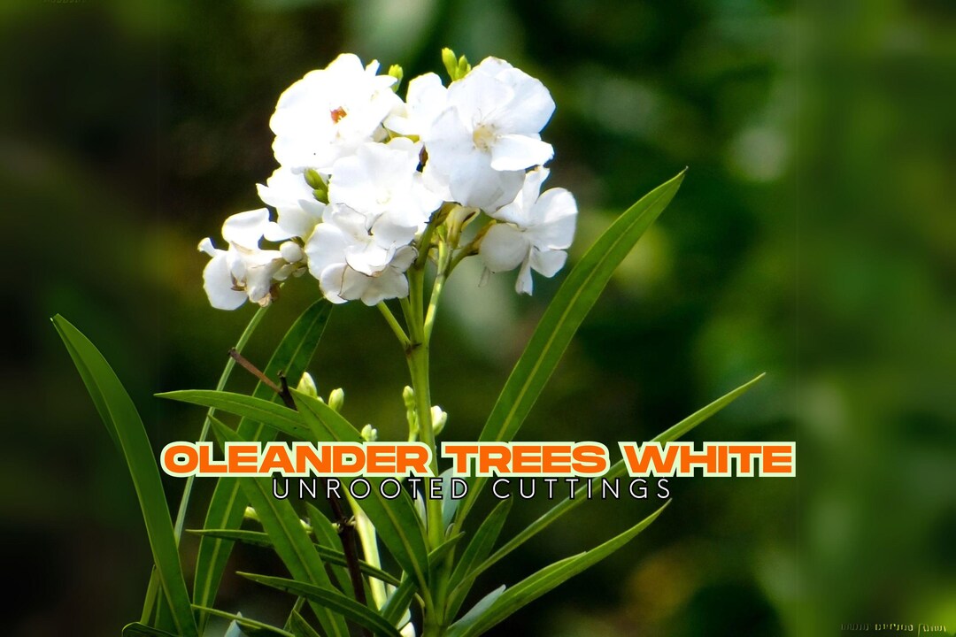White Oleander – 7 Live 6" Cuttings | Flowering Shrub | Organic Bush ...