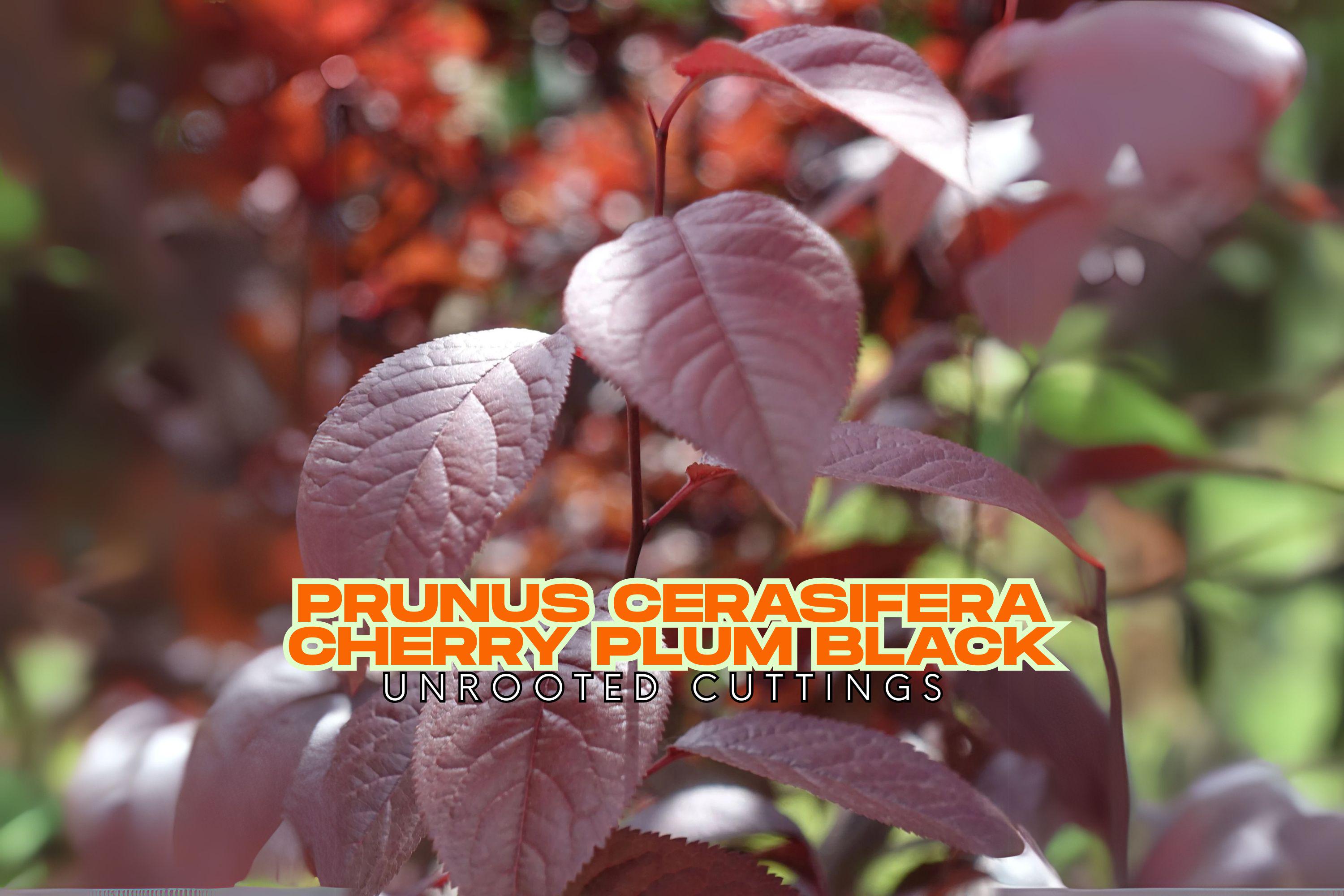 3 Live Purple Leaf Plum Cuttings: Edible Fruit Tree Starter - Etsy